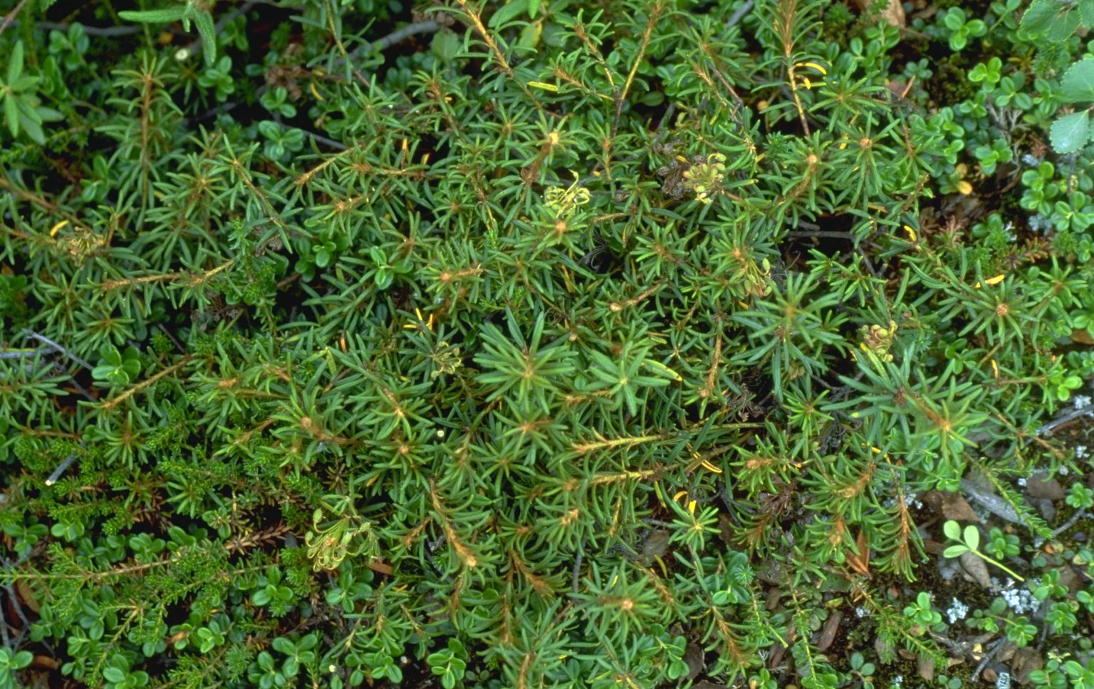 Northern Labrador tea - Délice Boréal